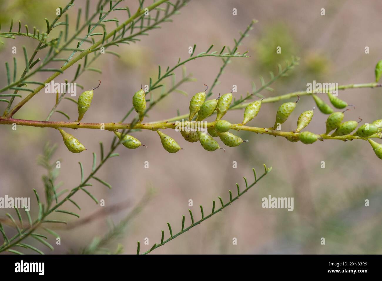 Common Dunebroom (Parryella filifolia) Plantae Stock Photo - Alamy