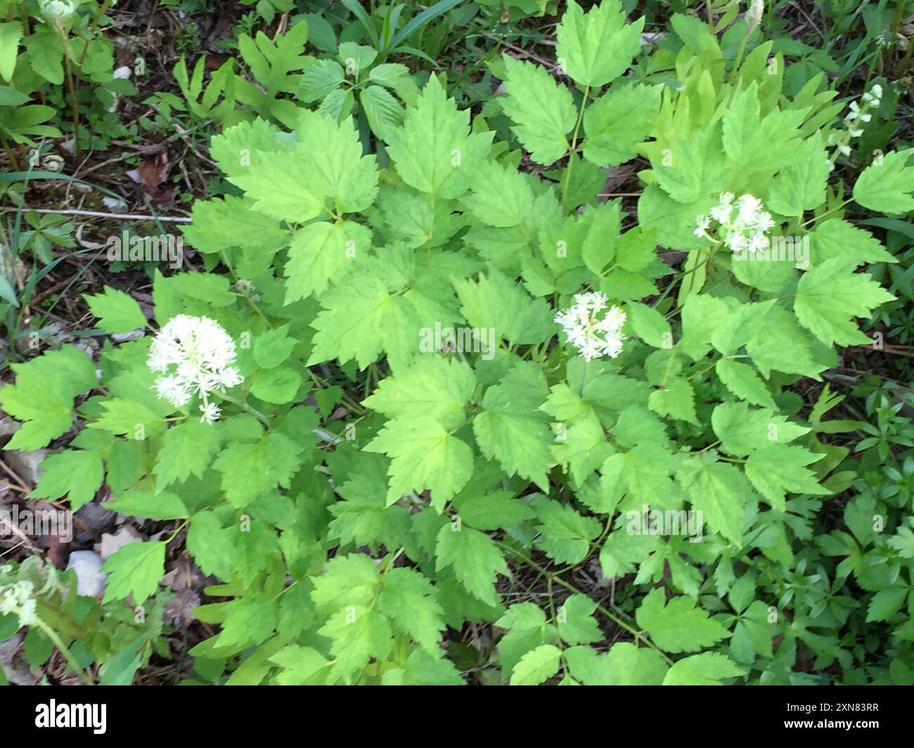 red baneberry (Actaea rubra) Plantae Stock Photo - Alamy