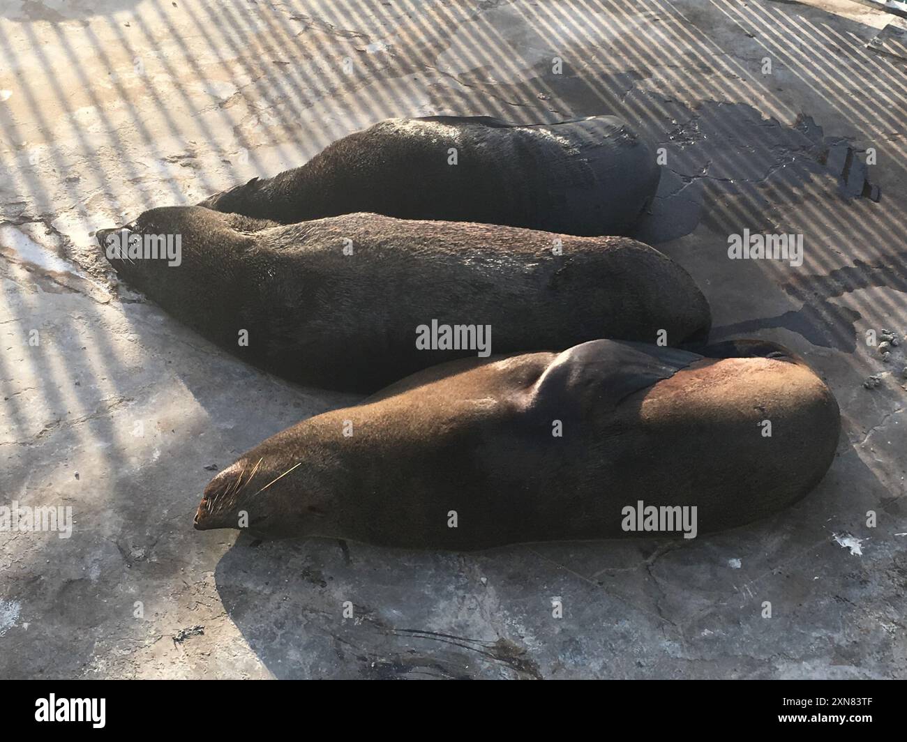 Cape Fur Seal (Arctocephalus pusillus pusillus) Mammalia Stock Photo ...