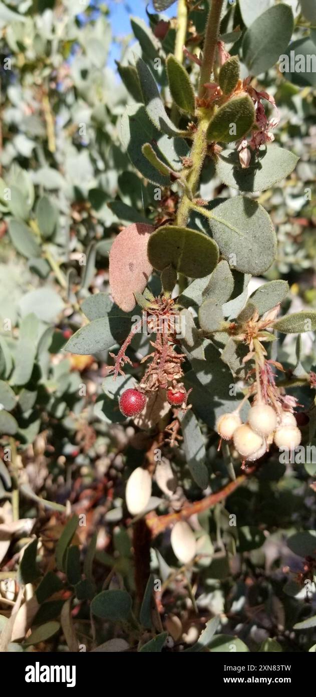 Pringle's manzanita (Arctostaphylos pringlei) Plantae Stock Photo - Alamy