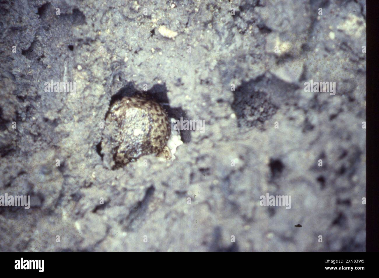 Shovel-nosed Frog (Hemisus marmoratus) Amphibia Stock Photo - Alamy