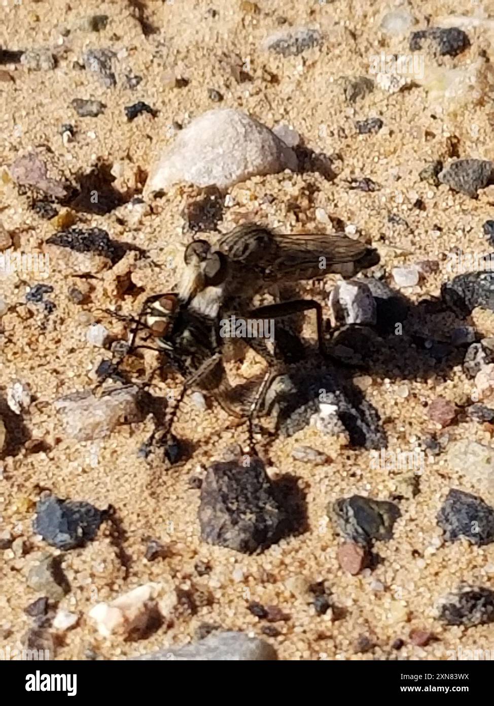 Hammertails (Efferia) Insecta Stock Photo - Alamy