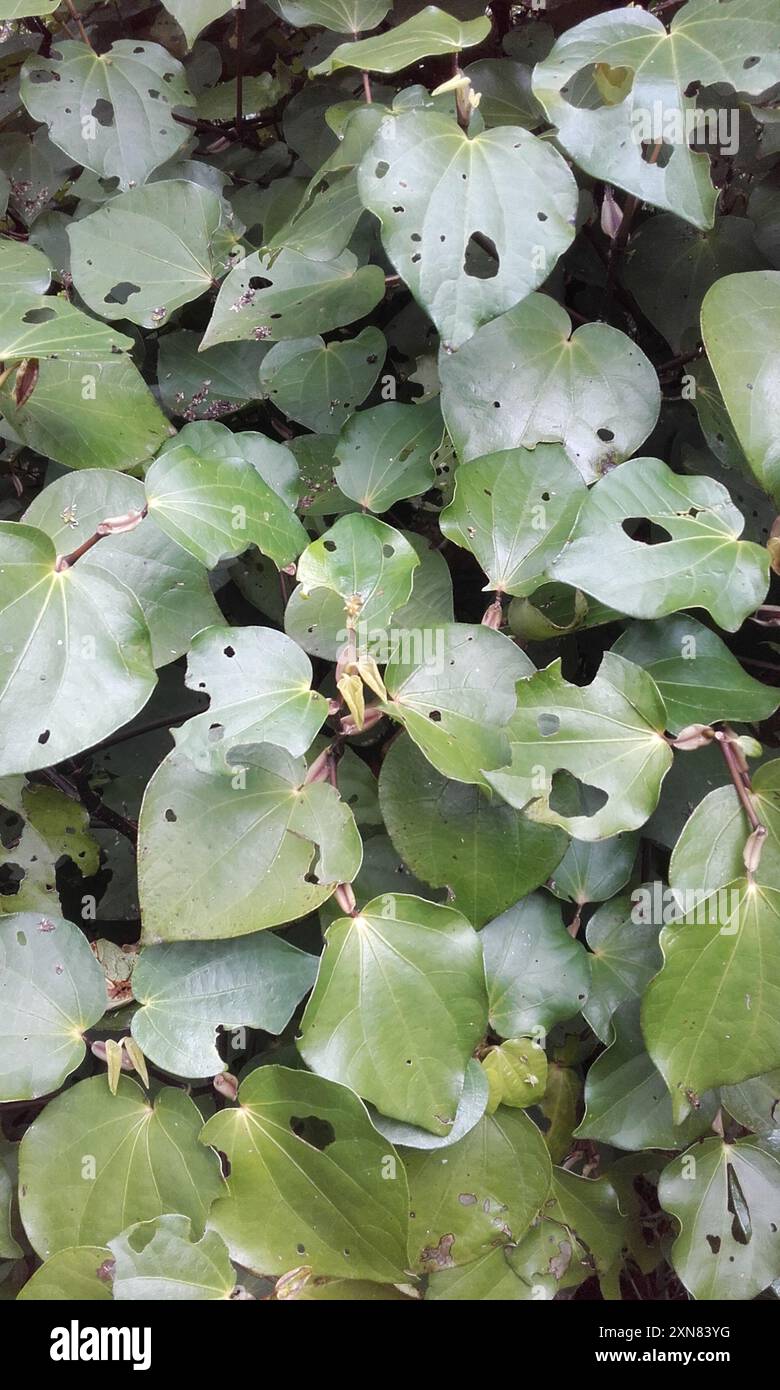 Kawakawa (Piper excelsum) Plantae Stock Photo - Alamy
