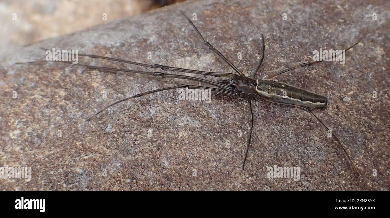 Stretch Spiders (Tetragnatha) Arachnida Stock Photo - Alamy