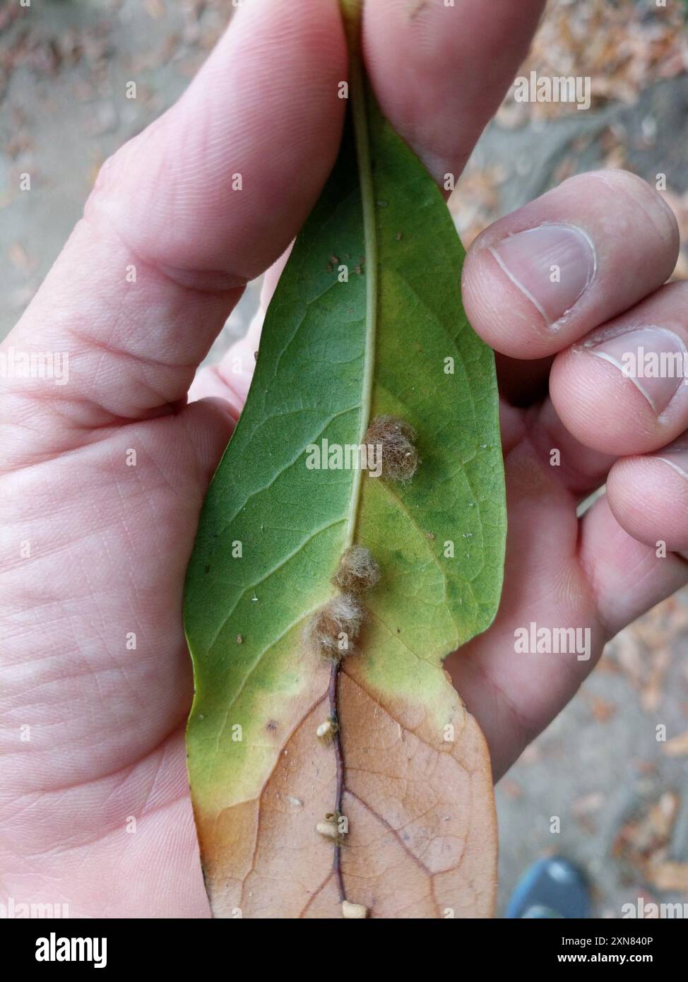 Wool-bearing Gall Wasp (Druon quercuslanigerum) Insecta Stock Photo - Alamy