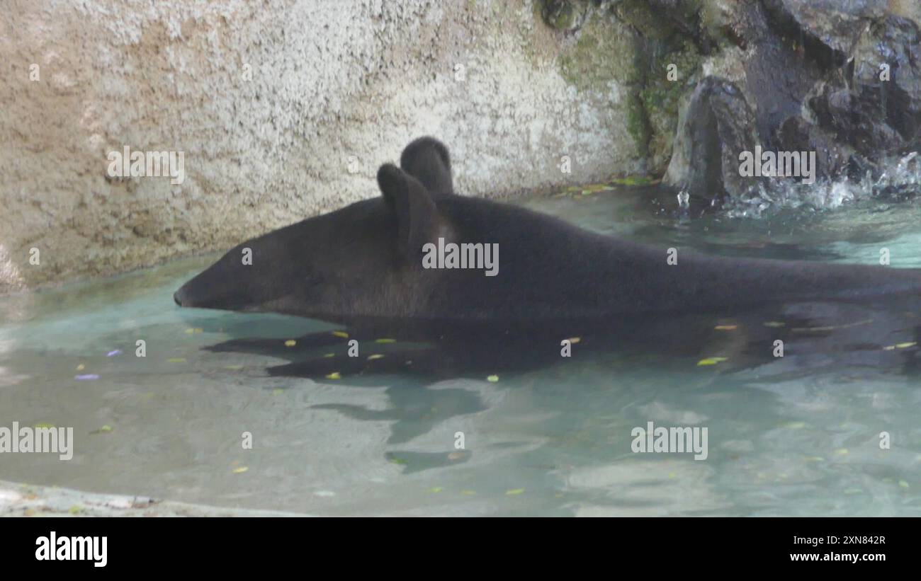Los Angeles, California, USA 29th July 2024 Mountain Tapir in Pool at ...