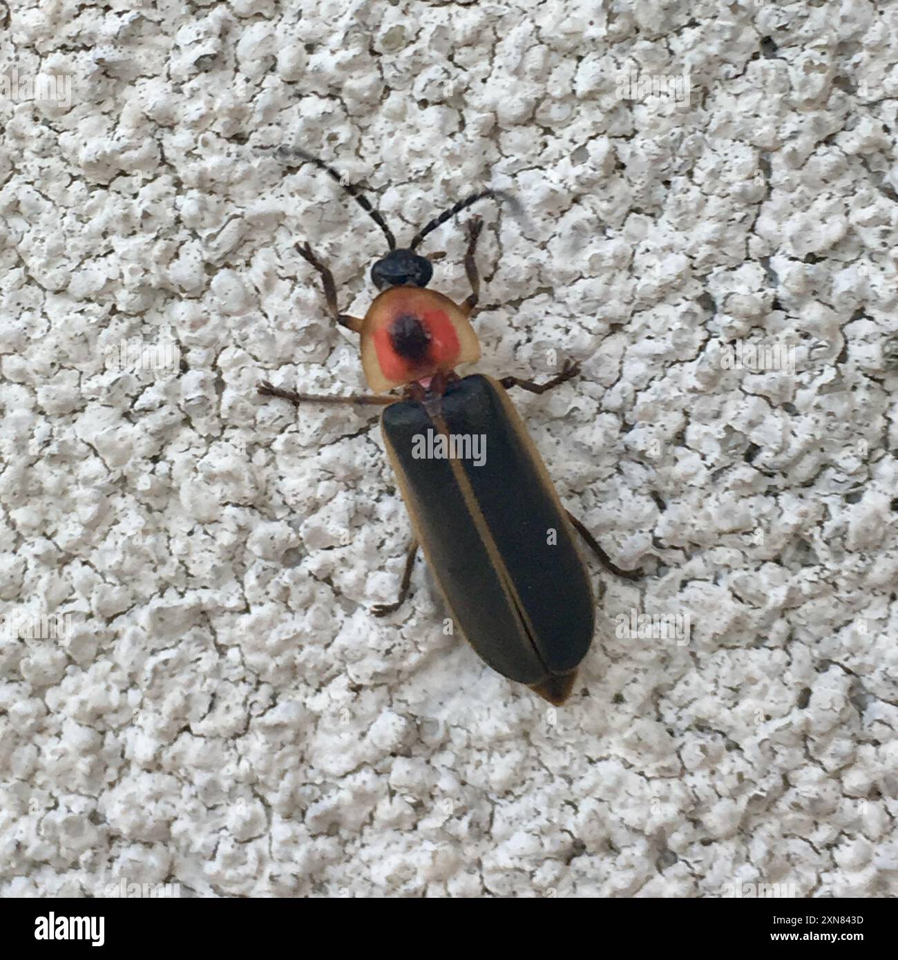 Common Eastern Firefly (Photinus pyralis) Insecta Stock Photo - Alamy