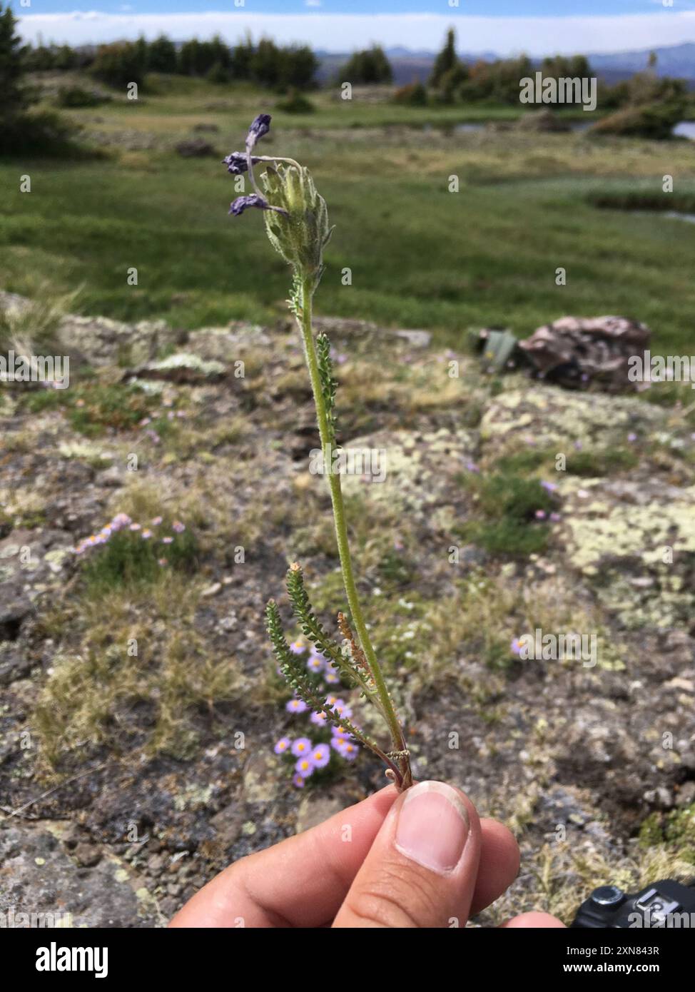 sky pilot (Polemonium viscosum) Plantae Stock Photo - Alamy