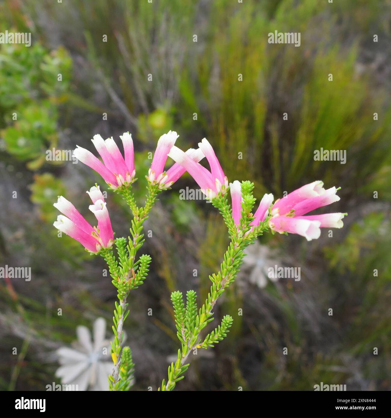 Erica versicolor hi-res stock photography and images - Alamy