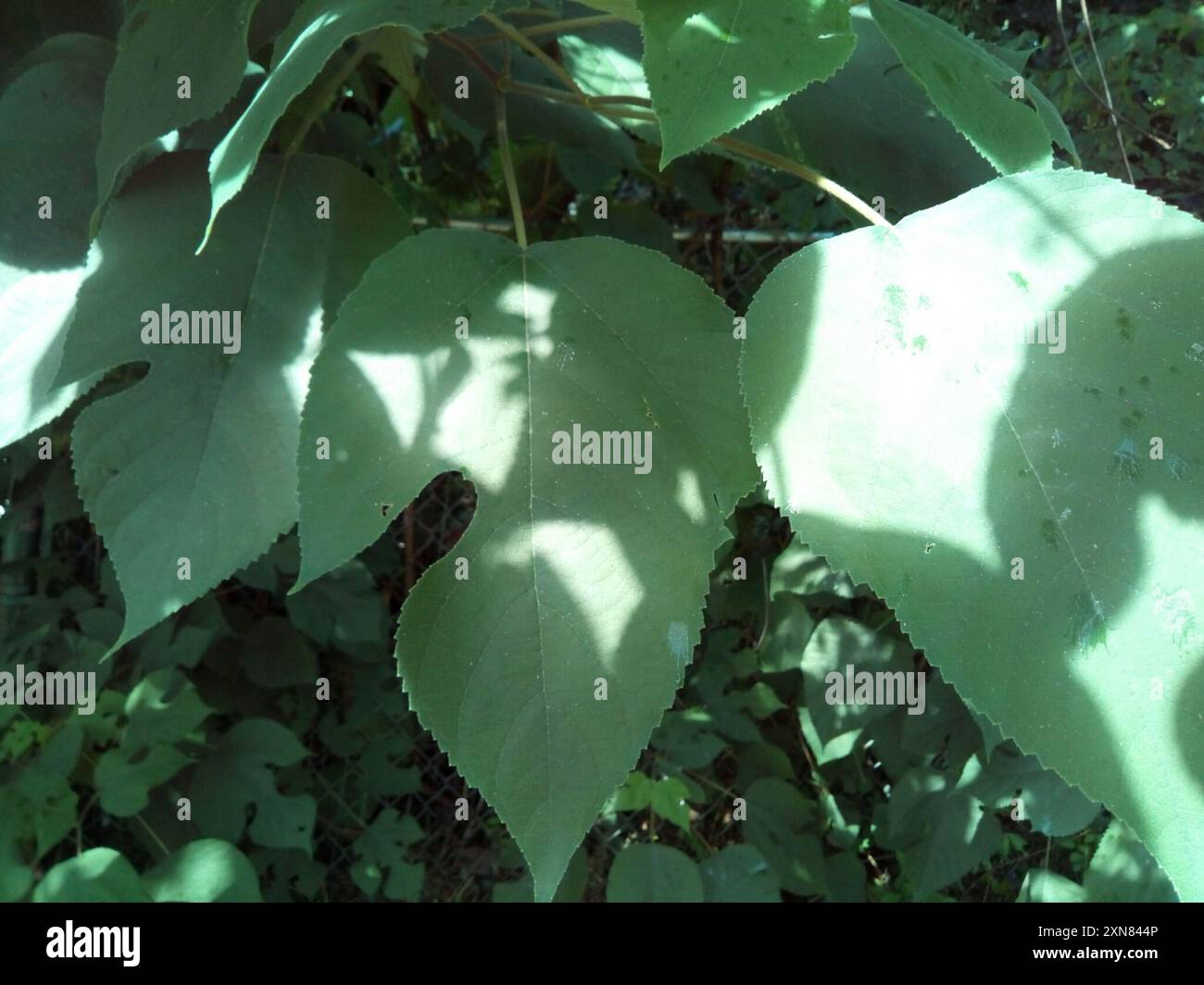Paper mulberry (Broussonetia papyrifera) Plantae Stock Photo - Alamy