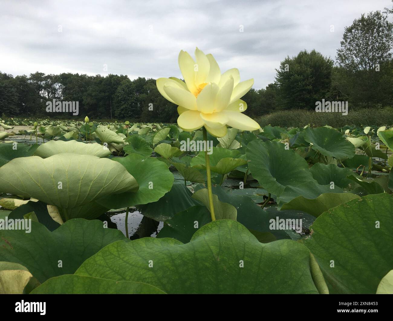 American lotus (Nelumbo lutea) Plantae Stock Photo - Alamy