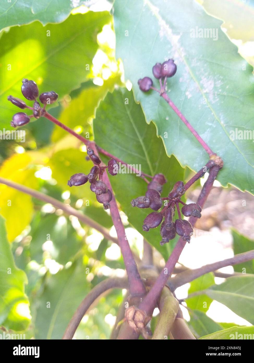 five finger (Pseudopanax arboreus) Plantae Stock Photo - Alamy