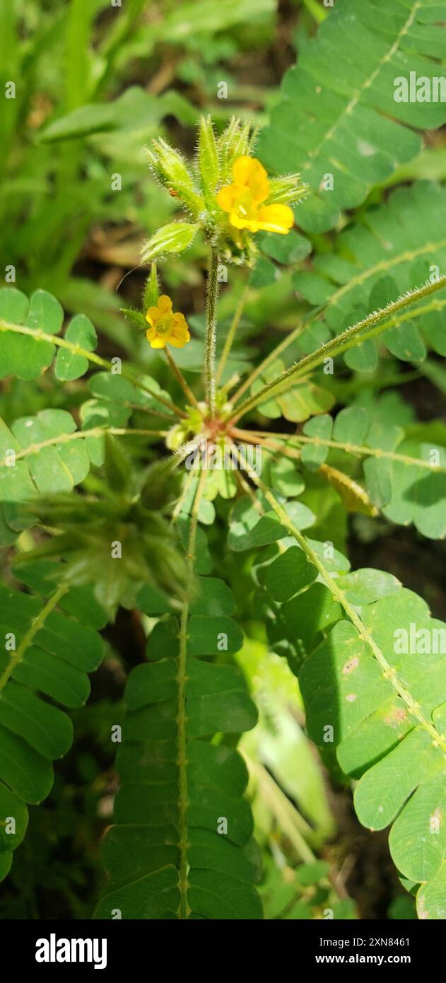 little tree plant (Biophytum sensitivum) Plantae Stock Photo - Alamy