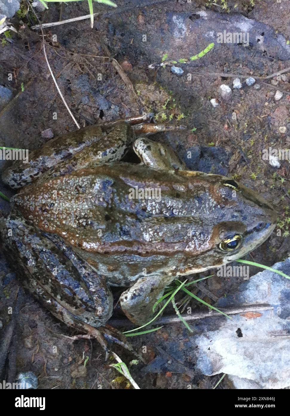 Columbia Spotted Frog (Rana luteiventris) Amphibia Stock Photo - Alamy