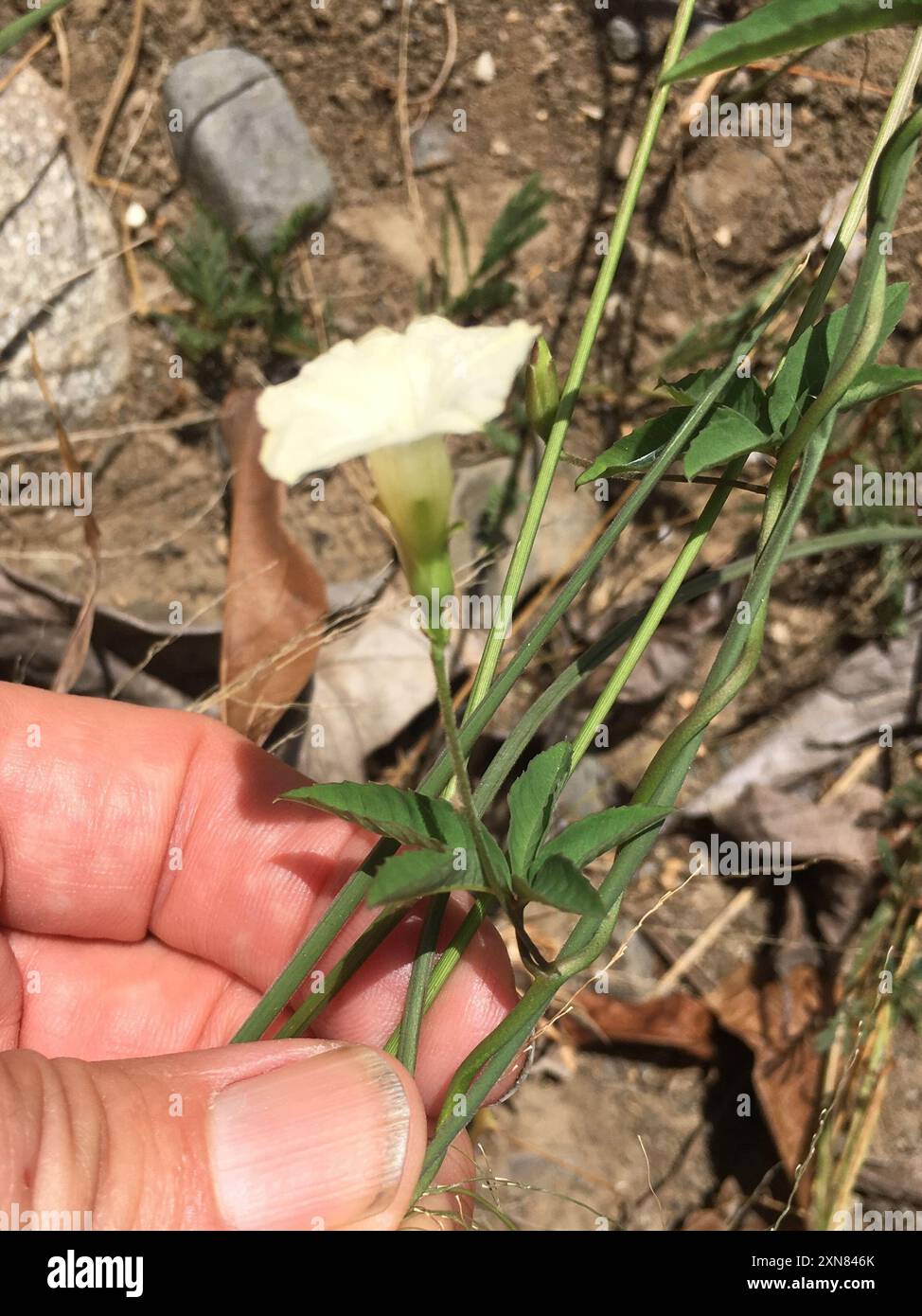 Rock Rosemary (Distimake quinquefolius) Plantae Stock Photo - Alamy