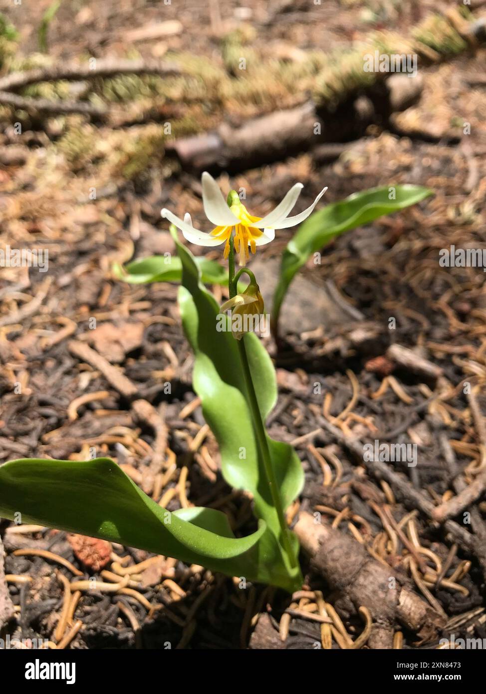Purple Fawn Lily (Erythronium purpurascens) Plantae Stock Photo - Alamy