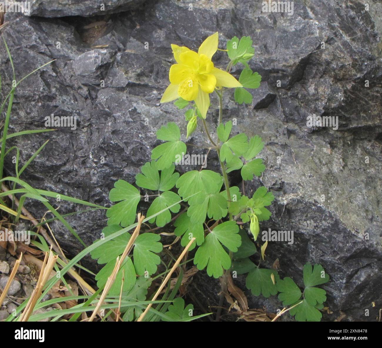 golden columbine (Aquilegia chrysantha) Plantae Stock Photo - Alamy