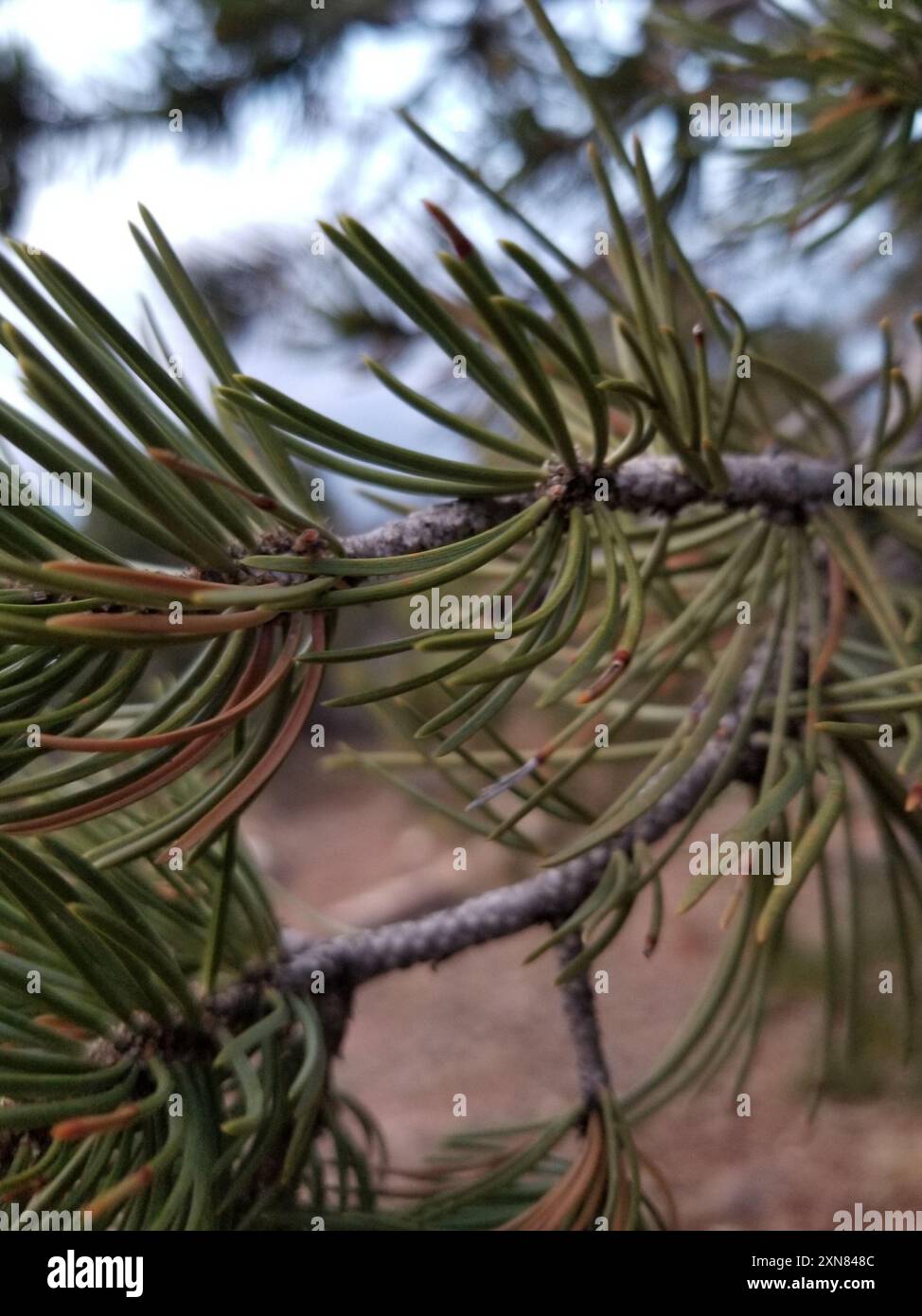 Colorado Pinyon (Pinus edulis) Plantae Stock Photo - Alamy