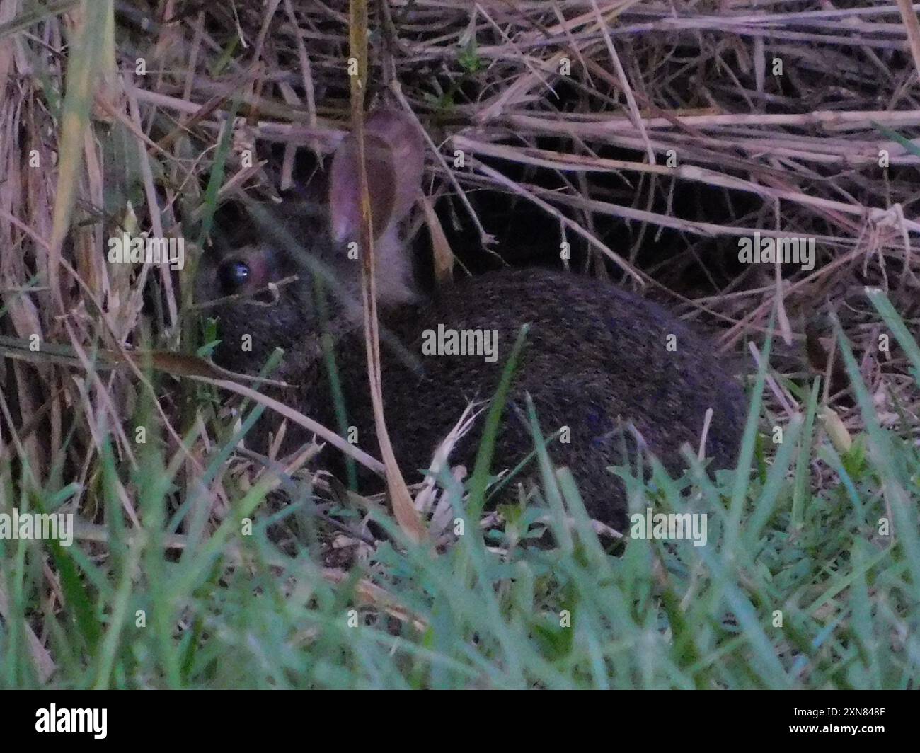 Marsh Rabbit (Sylvilagus palustris) Mammalia Stock Photo - Alamy