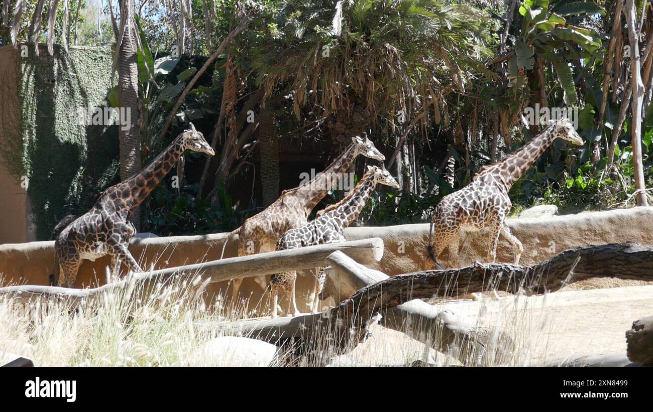 Los Angeles, California, USA 29th July 2024 Maasai Giraffes, Masai ...