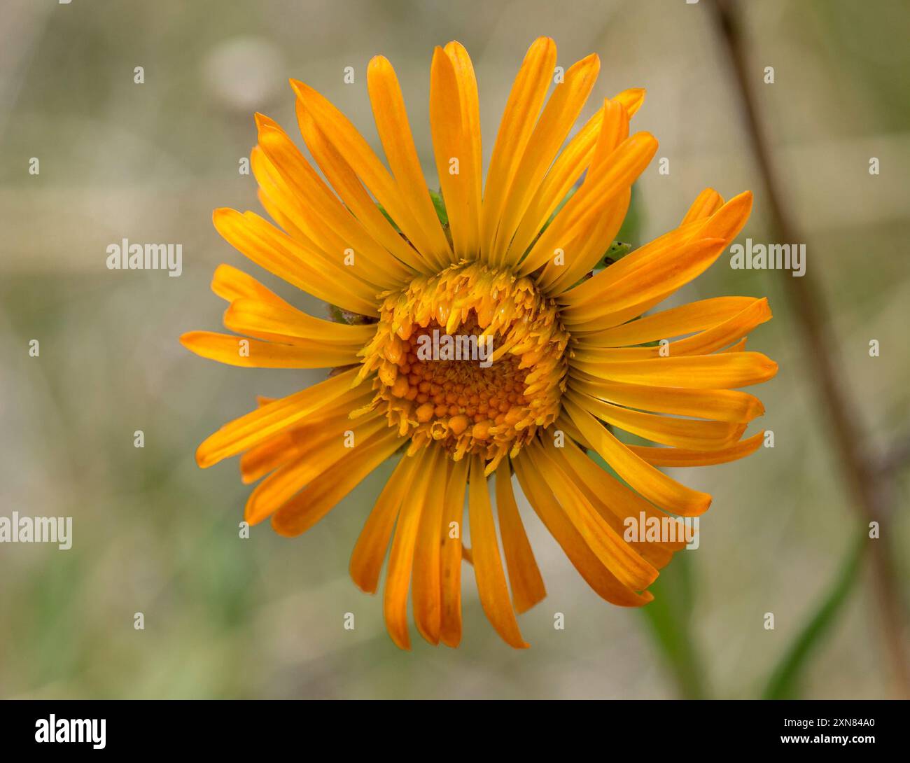 Pyrrocoma crocea hi-res stock photography and images - Alamy