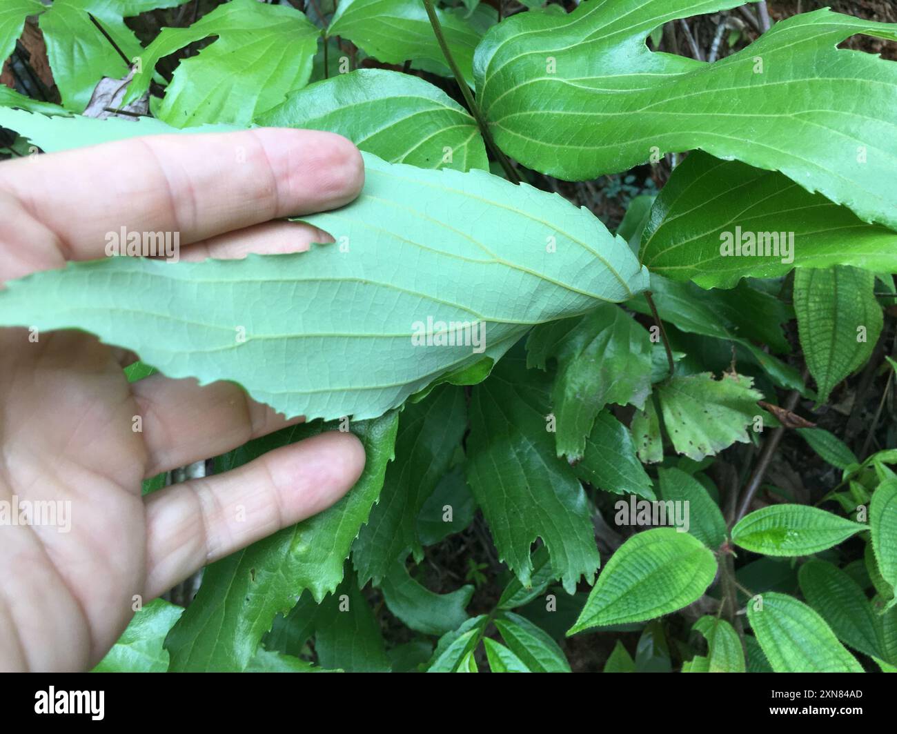 Broad-leaf Fern (Dipteris conjugata) Plantae Stock Photo - Alamy