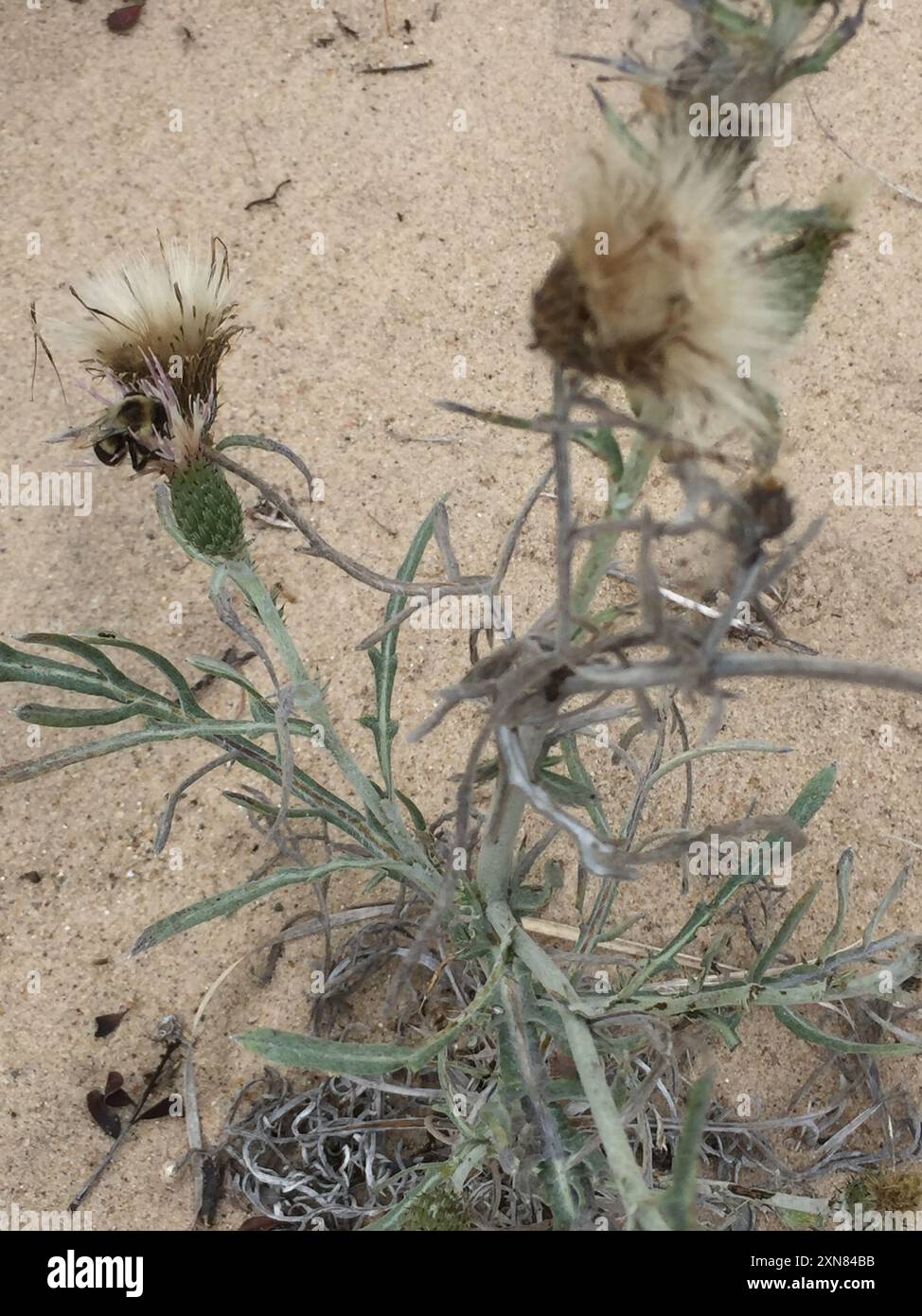 Pitcher's thistle (Cirsium pitcheri) Plantae Stock Photo - Alamy