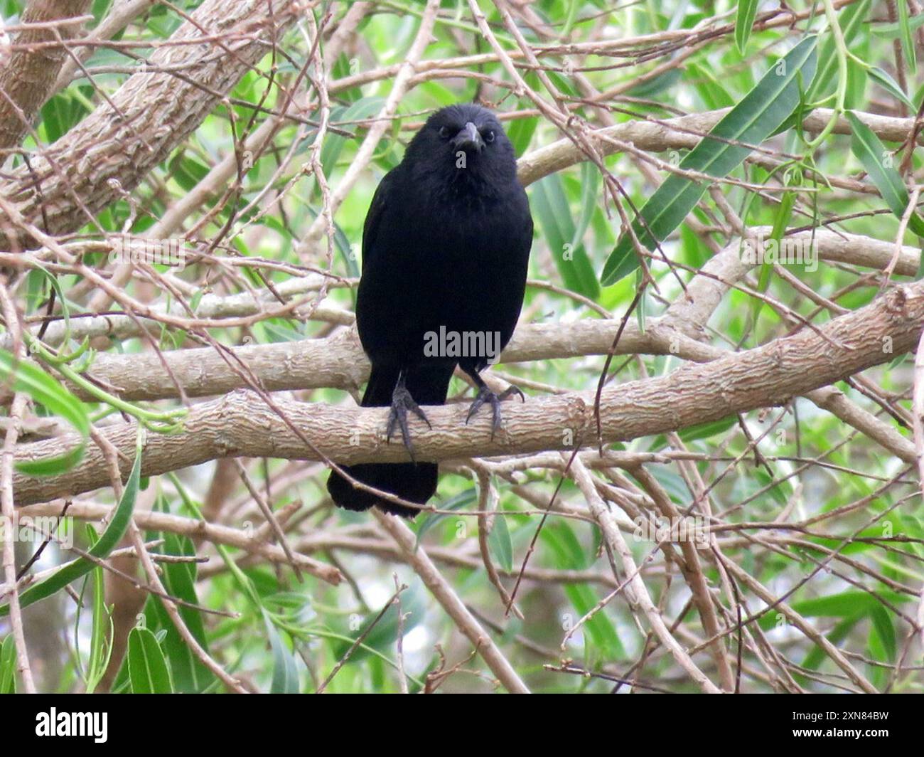 Chopí Blackbird (Gnorimopsar chopi) Aves Stock Photo - Alamy