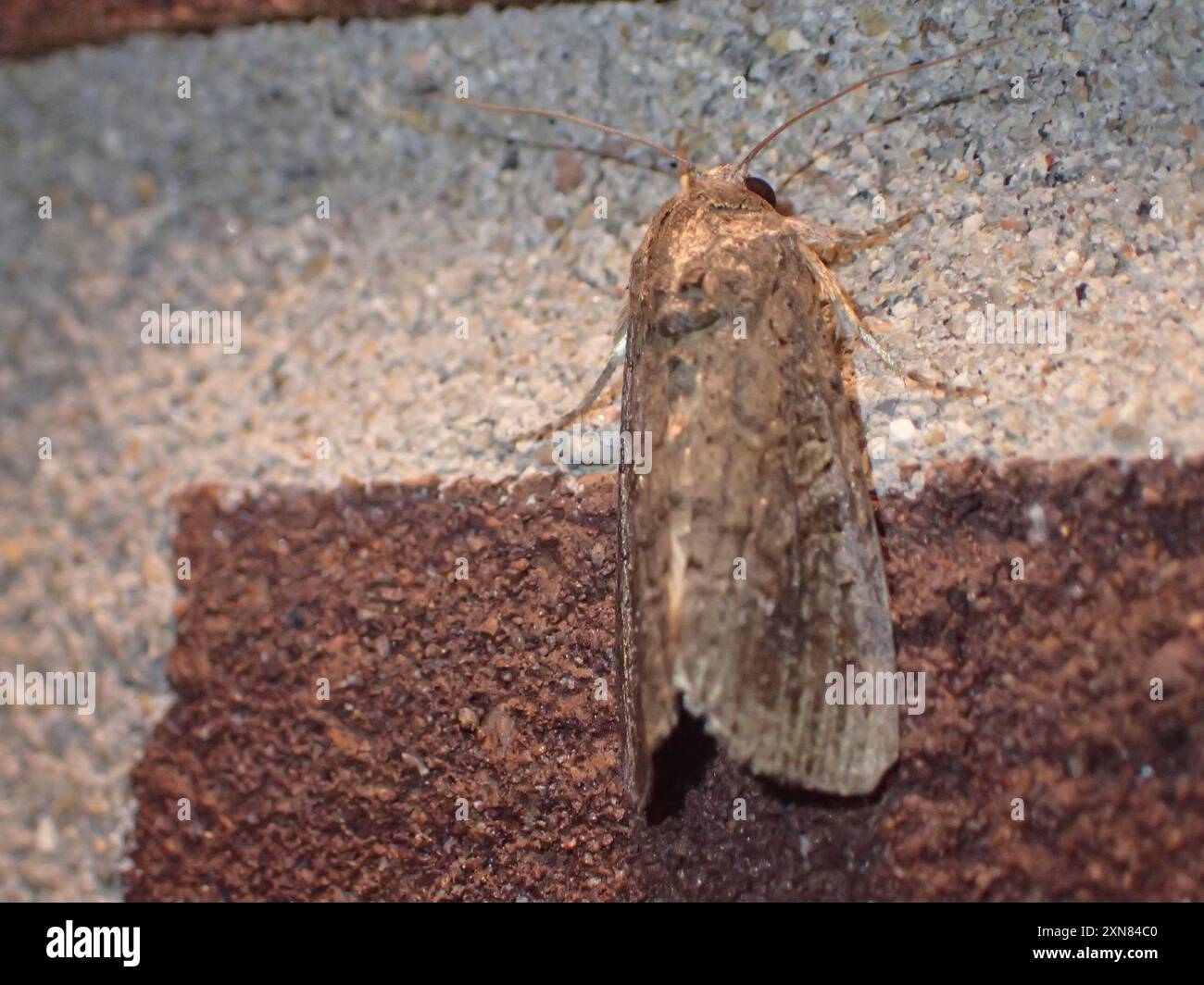 Spodoptera frugiperda hi-res stock photography and images - Alamy