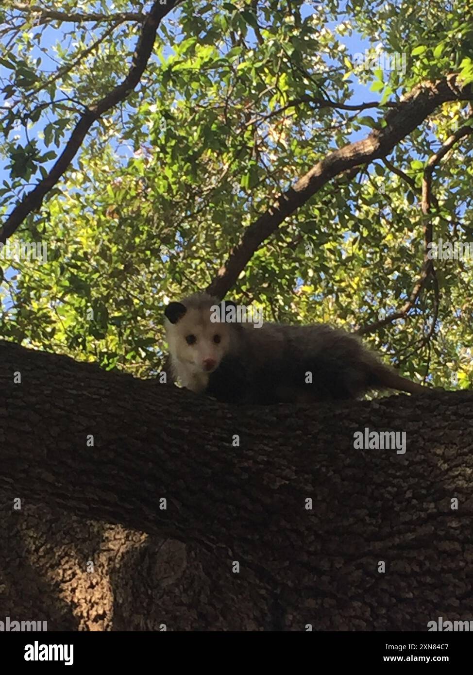 Virginia Opossum (Didelphis virginiana) Mammalia Stock Photo - Alamy