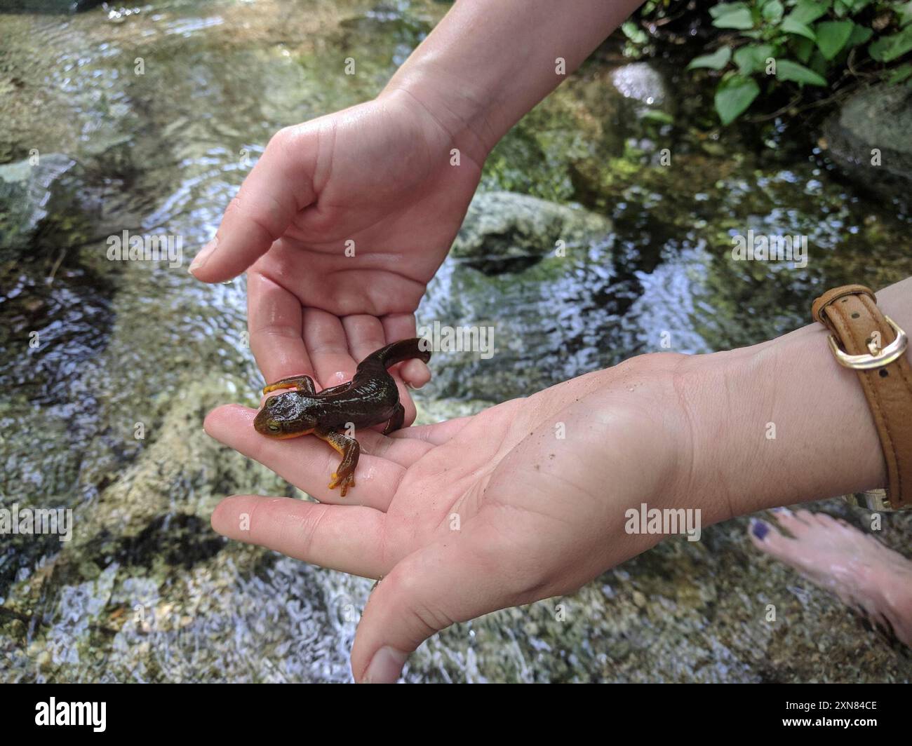 California Newt (Taricha torosa) Amphibia Stock Photo - Alamy