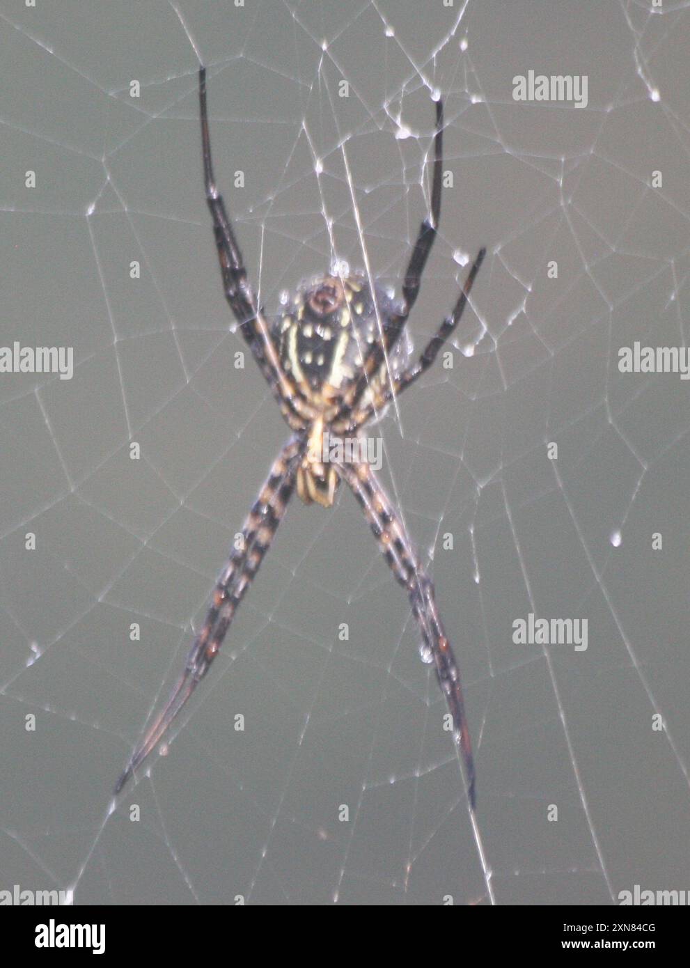 Kauai Spooky Face Spider (Argiope trifasciata kauaiensis) Arachnida ...