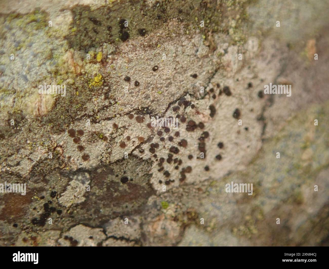 Tile Lichens (Lecidea) Fungi Stock Photo - Alamy