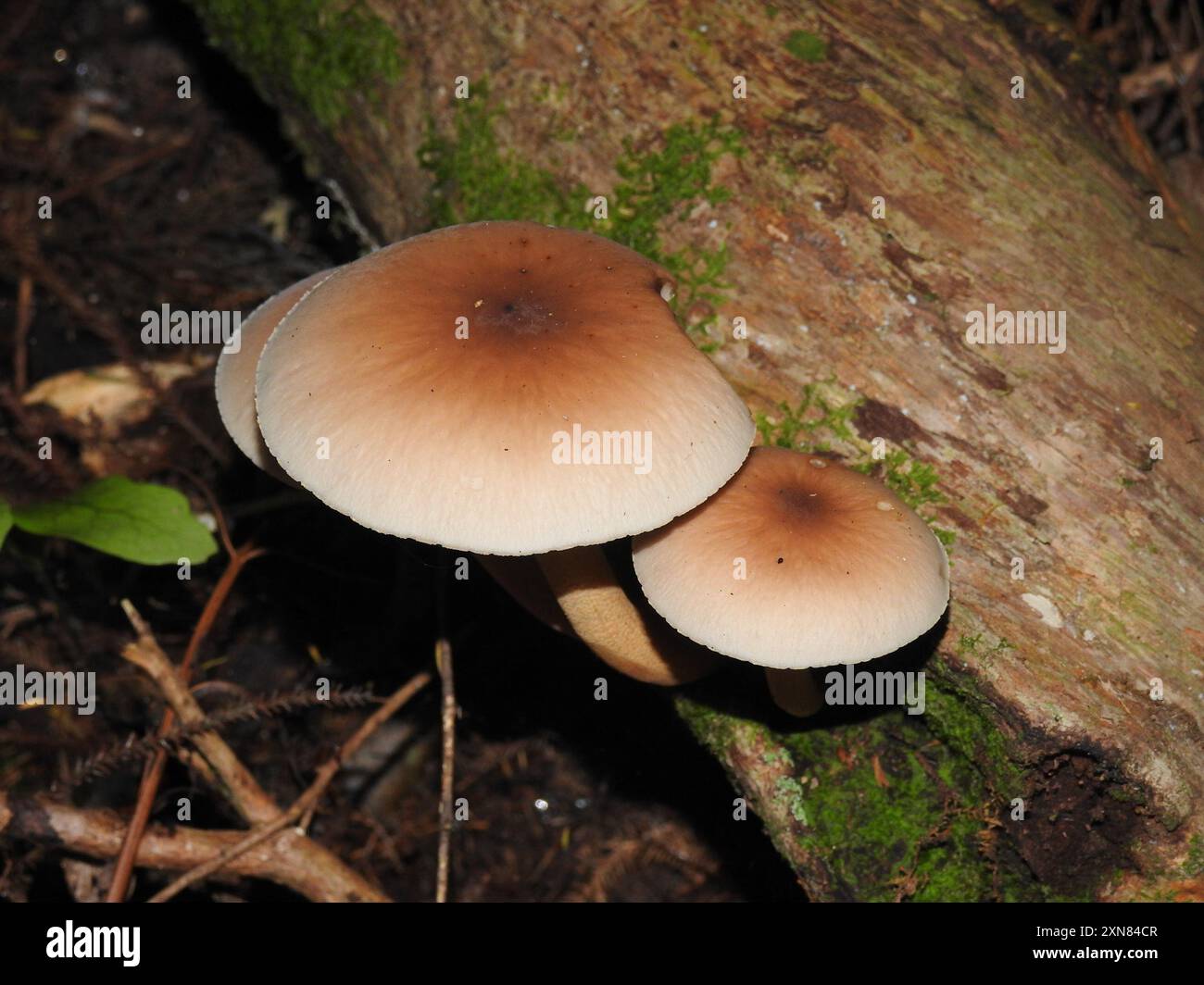 (Cyclocybe parasitica) Fungi Stock Photo - Alamy