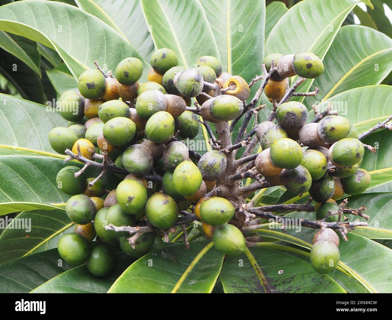 (Semecarpus gigantifolia) Plantae Stock Photo - Alamy
