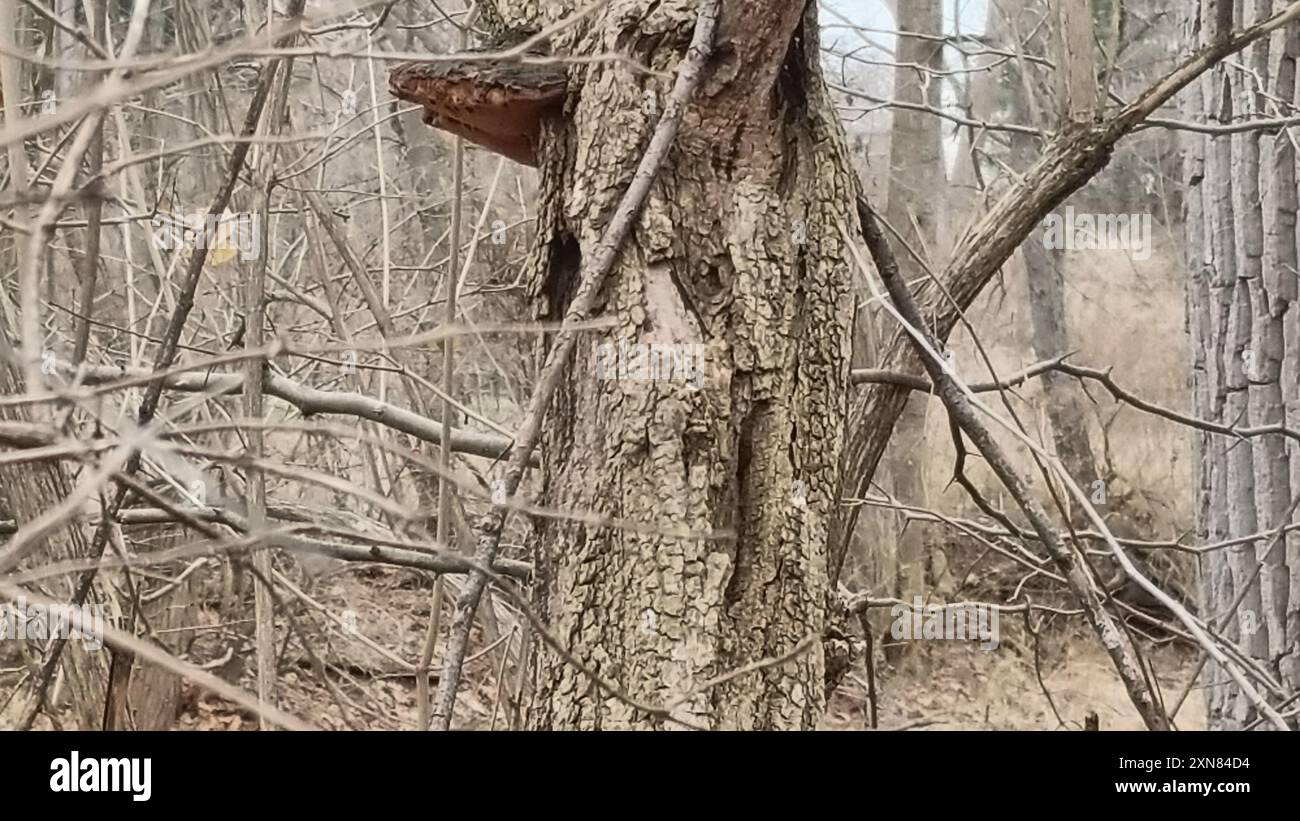 Cracked Cap Polypore (Fulvifomes robiniae) Fungi Stock Photo - Alamy