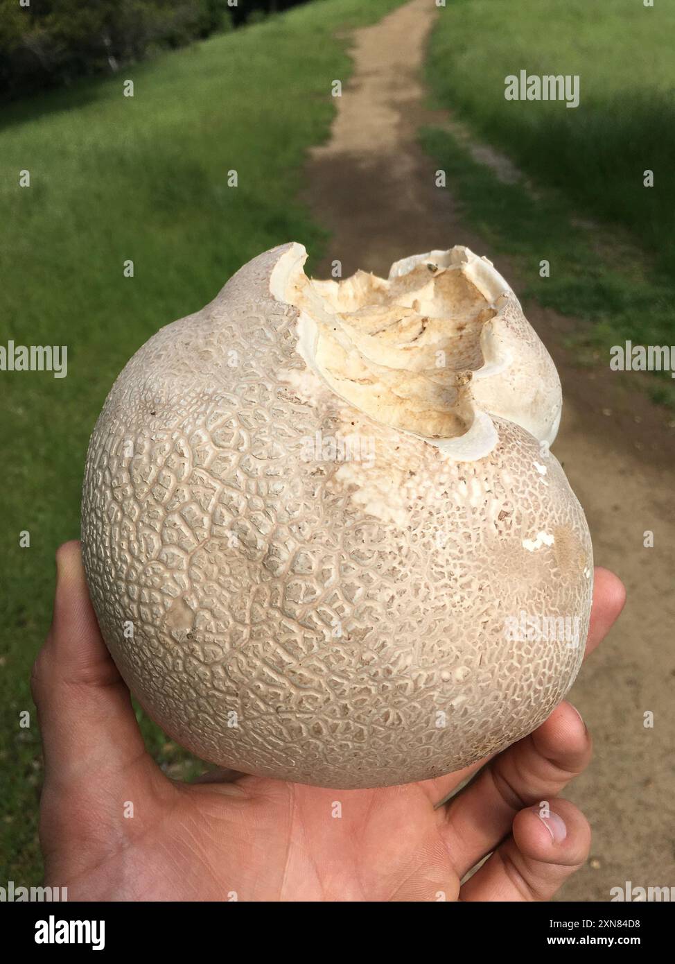puffballs (Lycoperdaceae) Fungi Stock Photo - Alamy