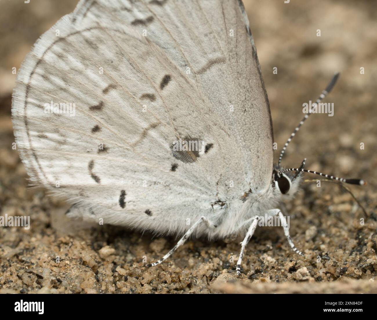 Echo Azure (Celastrina echo) Insecta Stock Photo - Alamy