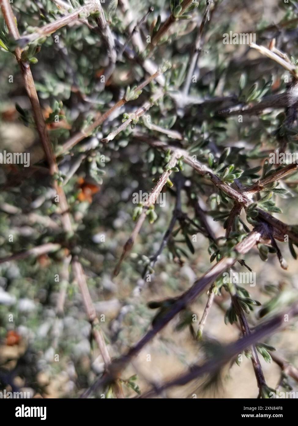 Blackbrush (Coleogyne ramosissima) Plantae Stock Photo - Alamy