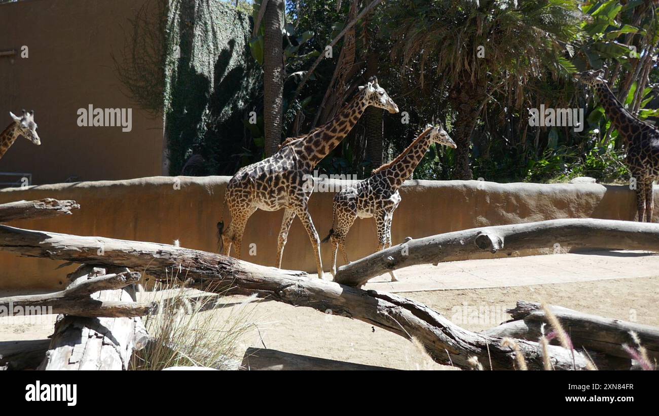 Los Angeles, California, USA 29th July 2024 Maasai Giraffes, Masai ...