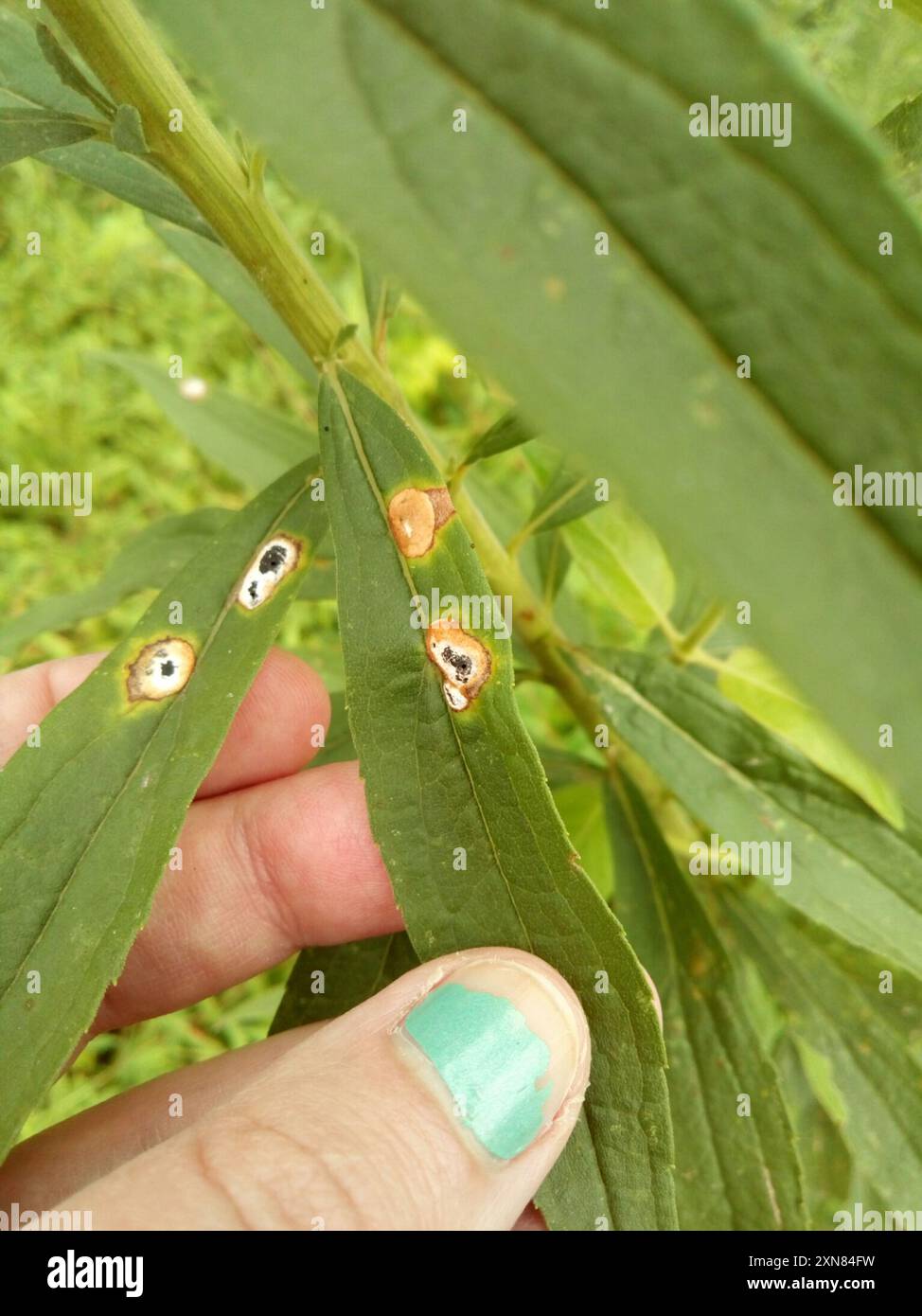 Carbonifera goldenrod gall midge (Asteromyia carbonifera) Insecta Stock ...