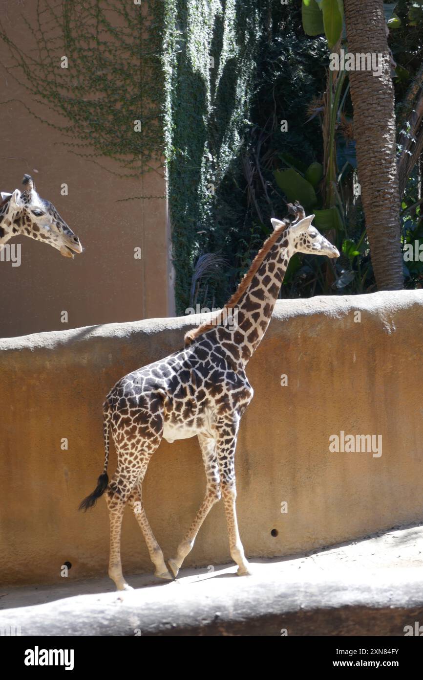 Los Angeles, California, USA 29th July 2024 Maasai Giraffes, Masai ...