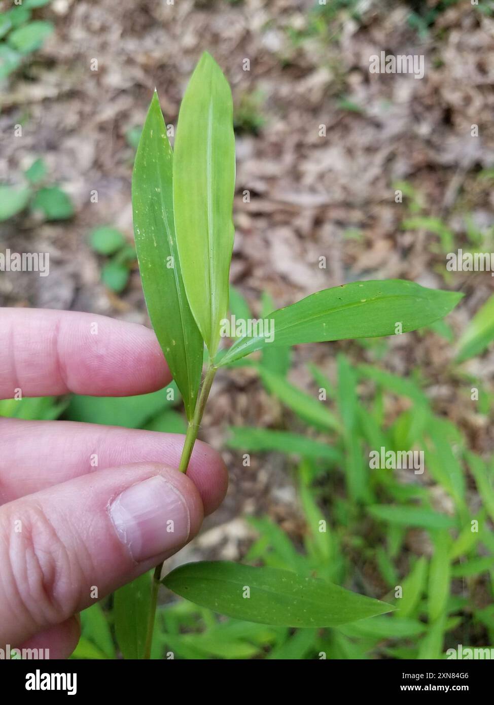 Japanese stiltgrass (Microstegium vimineum) Plantae Stock Photo - Alamy