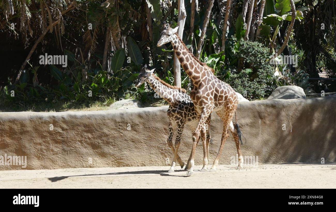 Los Angeles, California, USA 29th July 2024 Maasai Giraffes, Masai ...
