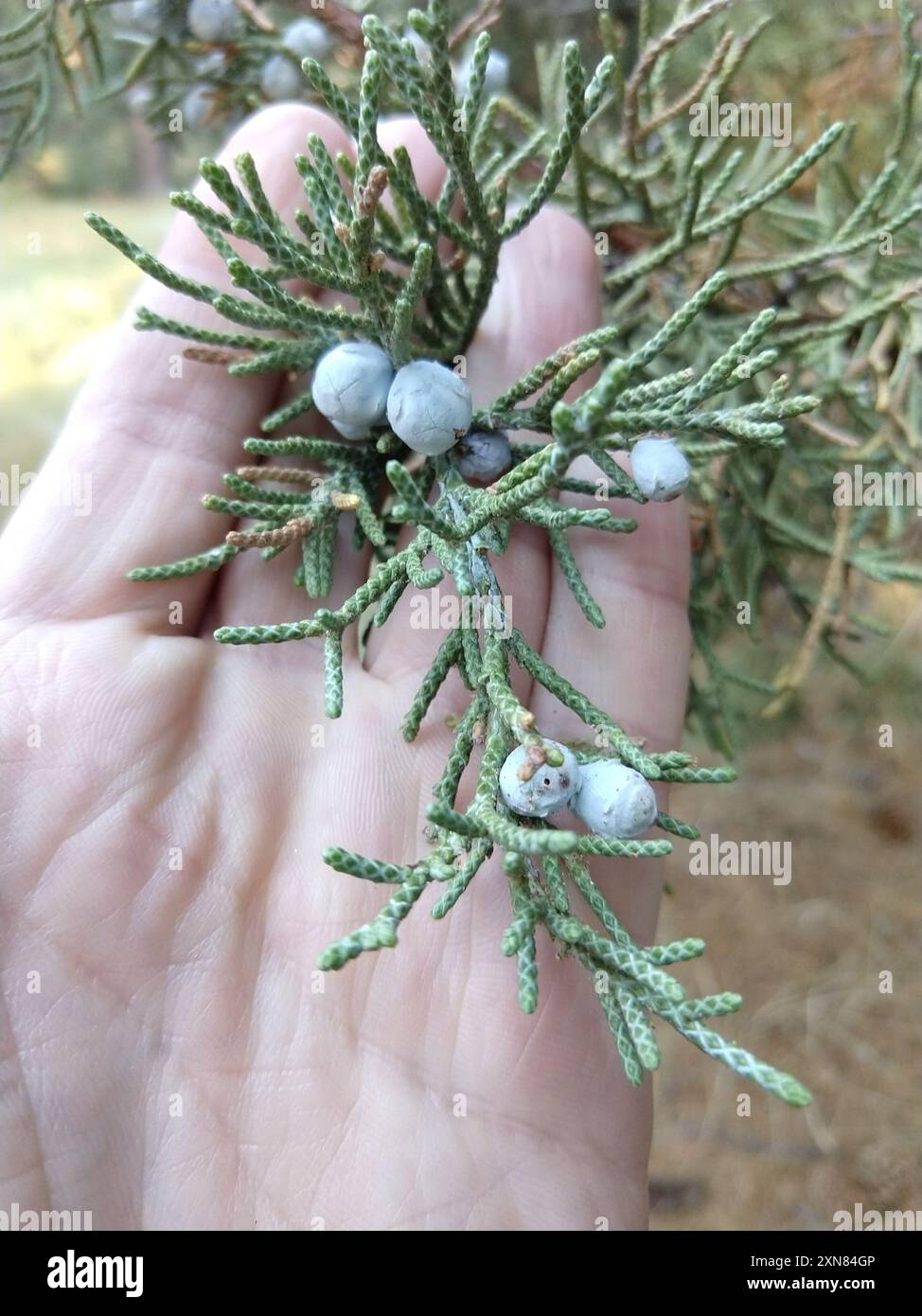 Sierra juniper (Juniperus grandis) Plantae Stock Photo - Alamy
