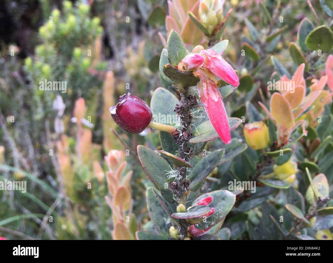 heath family (Ericaceae) Plantae Stock Photo - Alamy