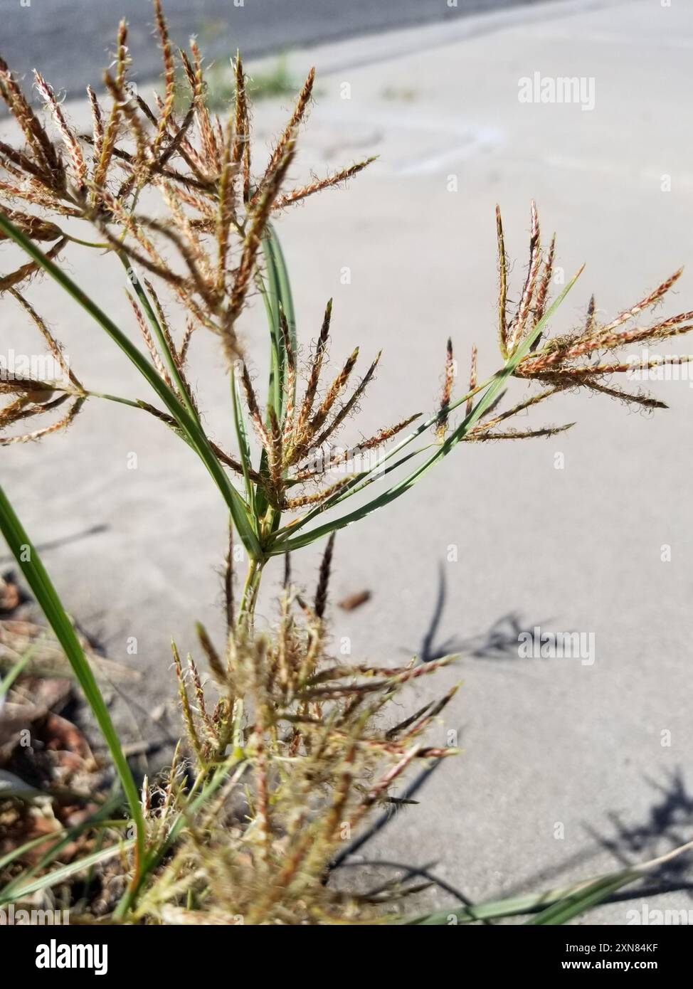Purple nutsedge (Cyperus rotundus) Plantae Stock Photo - Alamy