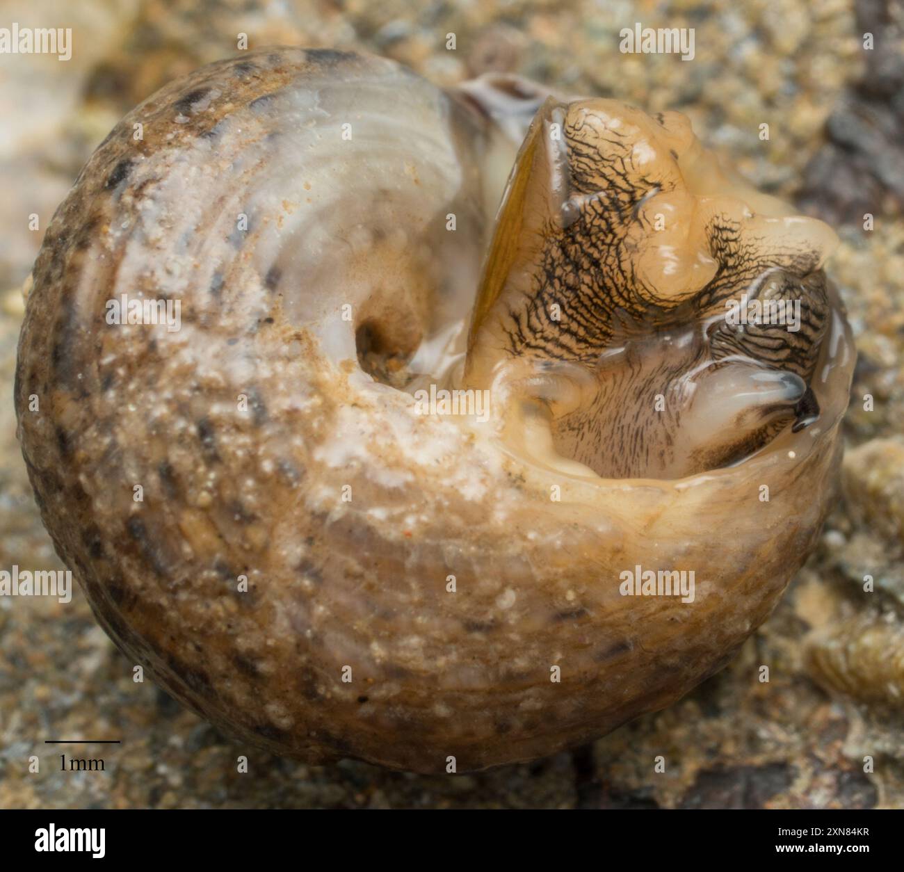 Eiseni hi-res stock photography and images - Alamy