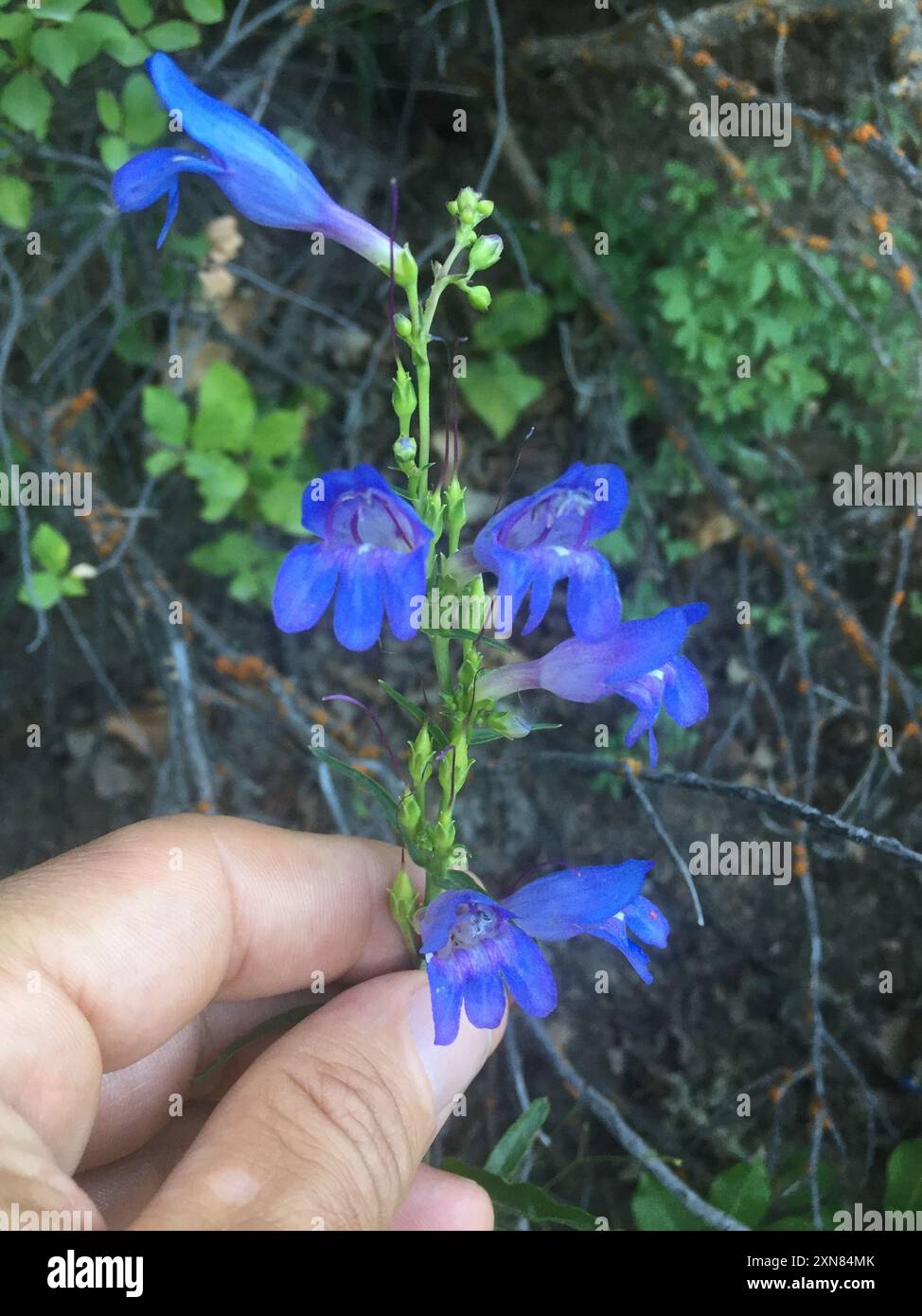 Rocky Mountain beardtongue (Penstemon strictus) Plantae Stock Photo - Alamy