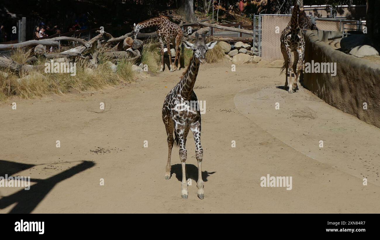 Los Angeles, California, USA 29th July 2024 Maasai Giraffes, Masai ...